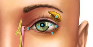 Guide pratique de l’anatomie de l’œil - Lensblog-FR